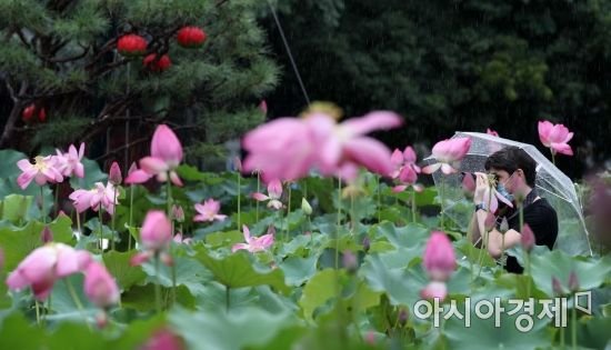 포토 비 내리는 조계사 연꽃정원 네이트 뉴스