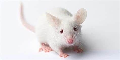 [조성관의 세계인문여행]디즈니 100년, 라따뚜이에서 온코마우스까지 : 네이트 뉴스