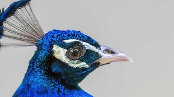 Researchers imitate structural coloration of bird feathers to develop ...