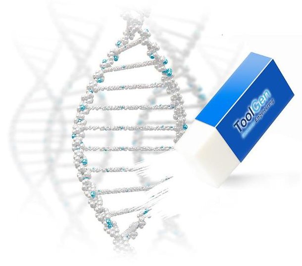 ToolGen ties up with 3D bioprinting company to apply induced ...