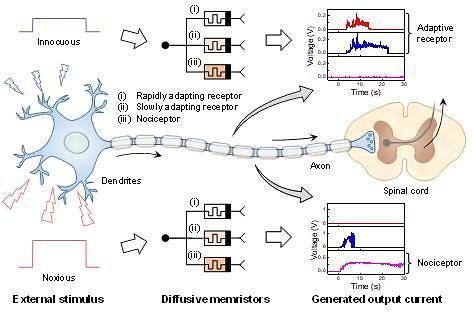 Researchers develop sensory receptor capable of detecting dangerous ...