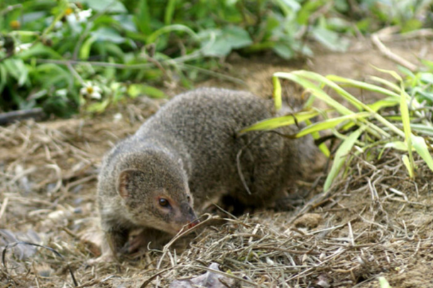 Japan declares mongooses eradicated from heritage island : 네이트 뉴스