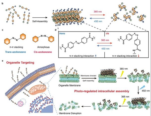 빛으로 세포 운명 조작…UNIST의 혁신적 광 스위치 기술 : 네이트 뉴스