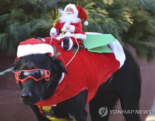 Reindog Parade : 네이트 뉴스