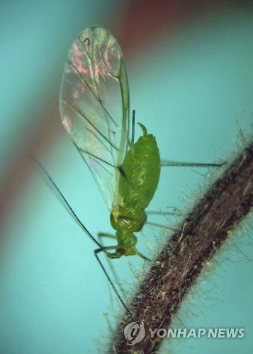 Aphid Swarm New-York : 네이트 뉴스