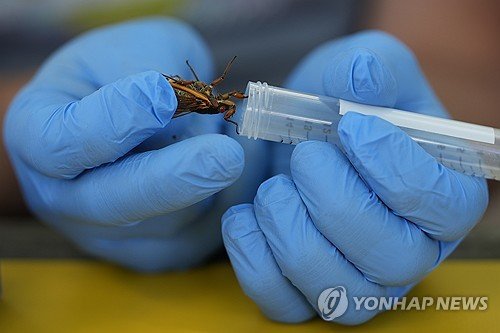 Cicada Invasion Zombie Fungus : 네이트 뉴스