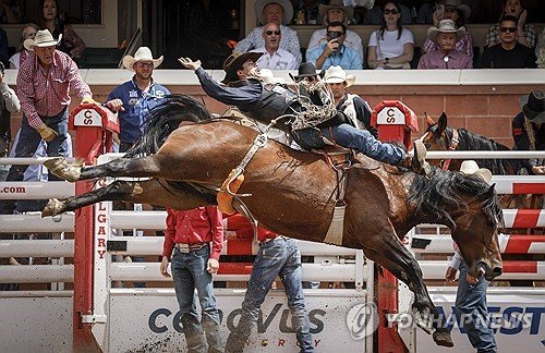 Calgary Stampede Rodeo : 네이트 뉴스