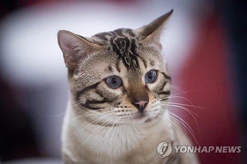 Hungary Cat Show : 네이트 뉴스