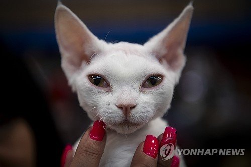 Hungary Cat Show : 네이트 뉴스
