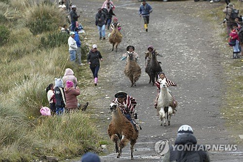 Ecuador Llama Races : 네이트 뉴스