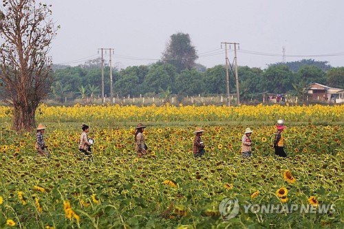 Myanmar Peasants Day : 네이트 뉴스
