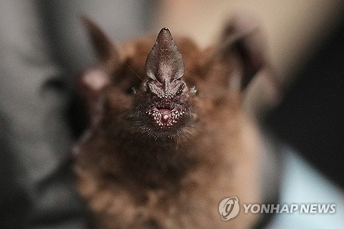 Panama Bats : 네이트 뉴스