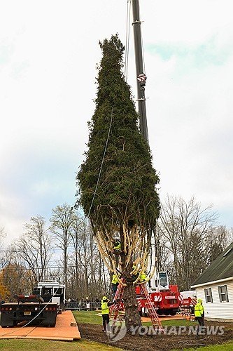 2025 Rockefeller Center Christmas Tree Cutting : 네이트 뉴스