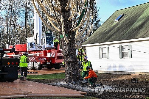 2025 Rockefeller Center Christmas Tree Cutting : 네이트 뉴스