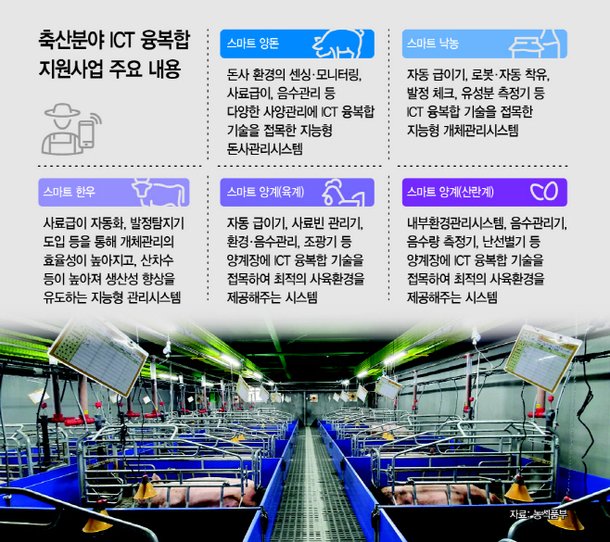Ict 융복합 스마트 축산 키워 Fta 파고 넘는다 네이트 뉴스