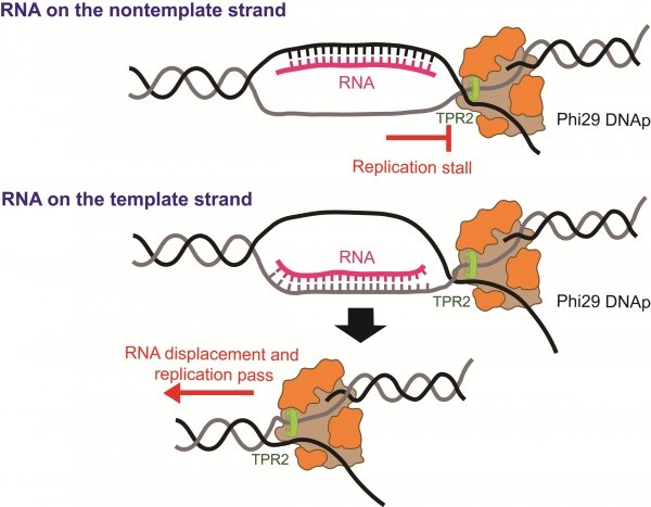 UNIST, 세계 최초로 DNA 복제 실시간 관찰…각종 질병 원인 '알룹' 역할 밝혀 : 네이트 뉴스
