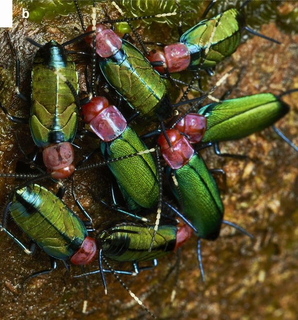 바퀴벌레도 개미처럼 여왕과 일꾼 있다 : 네이트 뉴스