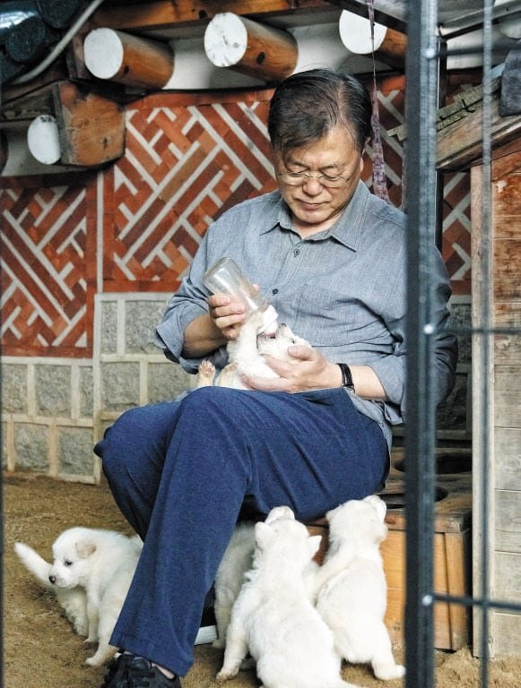 More dogs abandoned in S. Korea as pet population grows : 네이트 뉴스