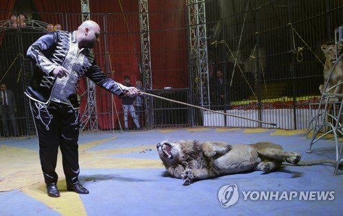 EGYPT ENTERTAINMENT CIRCUS : 네이트 뉴스