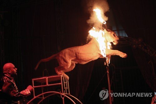 EGYPT ENTERTAINMENT CIRCUS : 네이트 뉴스