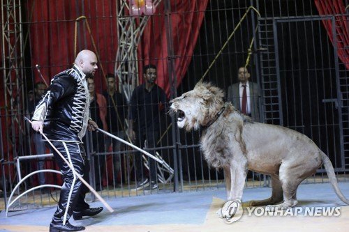 EGYPT ENTERTAINMENT CIRCUS : 네이트 뉴스