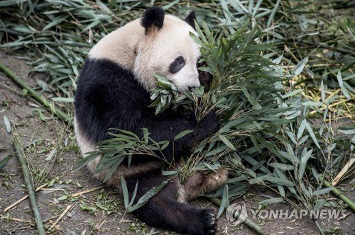 CHINA DENMARK PANDAS : 네이트 뉴스