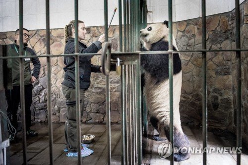 epaselect CHINA DENMARK PANDAS : 네이트 뉴스