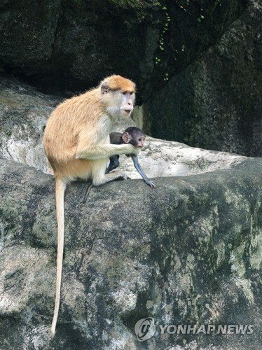 TAIWAN ANIMALS : 네이트 뉴스