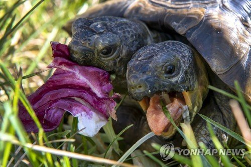 SWITZERLAND ANIMALS JANUS TWO HEADED TURTLE : 네이트 뉴스