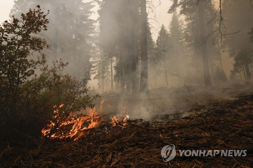 USA NORTHERN CALIFORNIA DIXIE FIRE : 네이트 뉴스