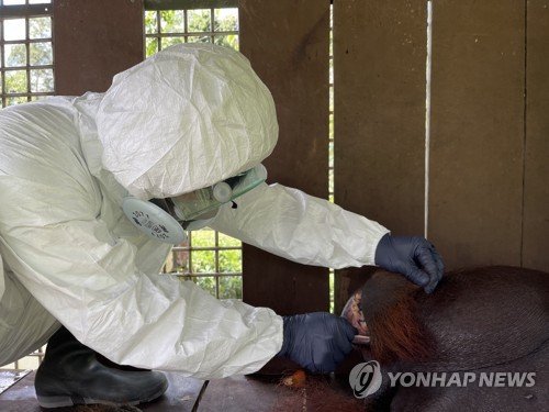 MALAYSIA ANIMALS SWAB TEST PANDEMIC COVID19 CORONAVIRUS : 네이트 뉴스