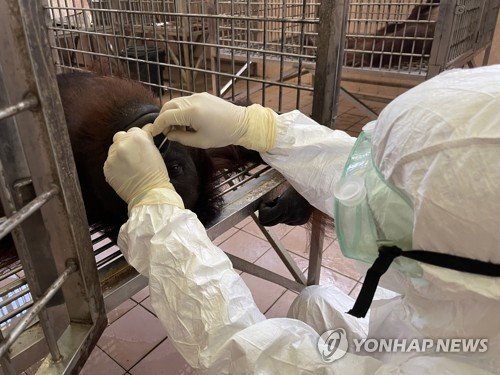 MALAYSIA ANIMALS SWAB TEST PANDEMIC COVID19 CORONAVIRUS : 네이트 뉴스