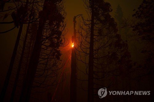 USA WILDFIRE WINDY FIRE SEQUOIA NATIONAL FOREST : 네이트 뉴스