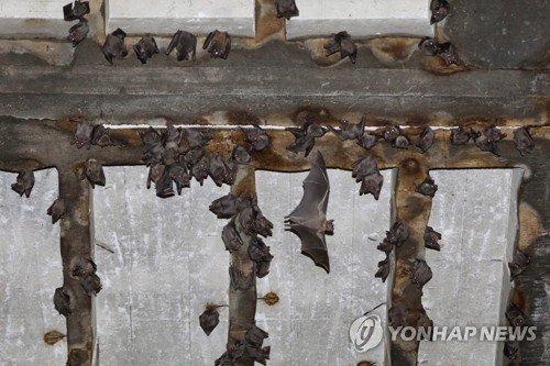 MIDEAST ISRAEL PHOTO SET EGYPTIAN FRUIT BATS : 네이트 뉴스