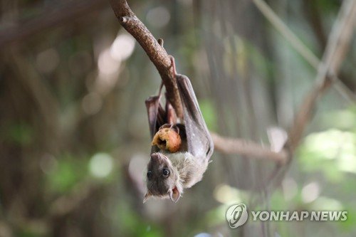 MIDEAST ISRAEL PHOTO SET EGYPTIAN FRUIT BATS : 네이트 뉴스