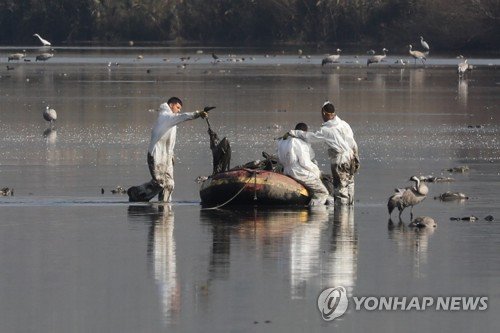 epaselect MIDEAST ISRAEL PHOTO SET BIRD FLU HULA NATURE RESERVE : 네이트 뉴스