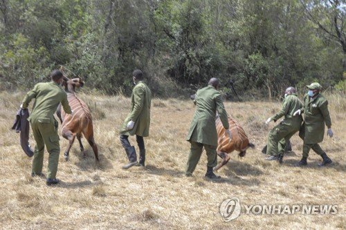 KENYA MAWINGU MOUNTAIN BONGO SANCUTUARY : 네이트 뉴스