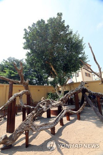 EGYPT VIRGIN MARY TREE : 네이트 뉴스