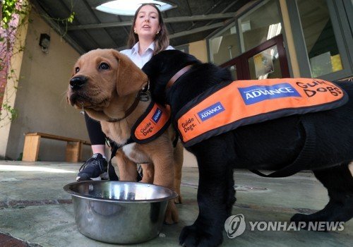 AUSTRALIA ANIMALS GUIDE DOGS GRADUATION : 네이트 뉴스