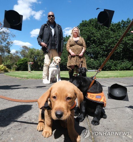 AUSTRALIA ANIMALS GUIDE DOGS GRADUATION : 네이트 뉴스