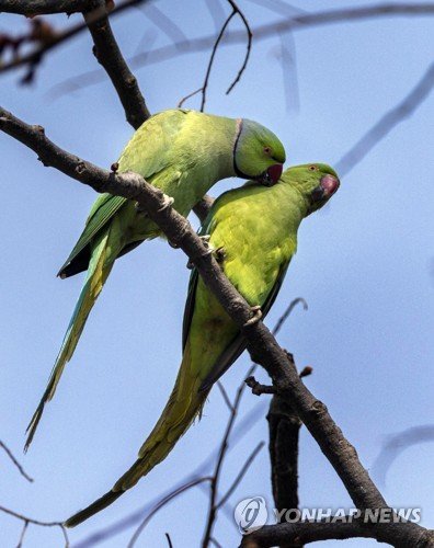 NEPAL NATURE PARROTS : 네이트 뉴스