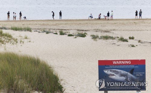 USA SHARKS CAPE COD : 네이트 뉴스