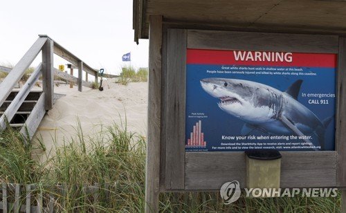 USA SHARKS CAPE COD : 네이트 뉴스
