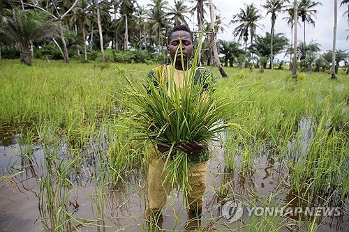 IVORY COAST AGRICULTURE : 네이트 뉴스