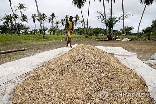 IVORY COAST AGRICULTURE : 네이트 뉴스