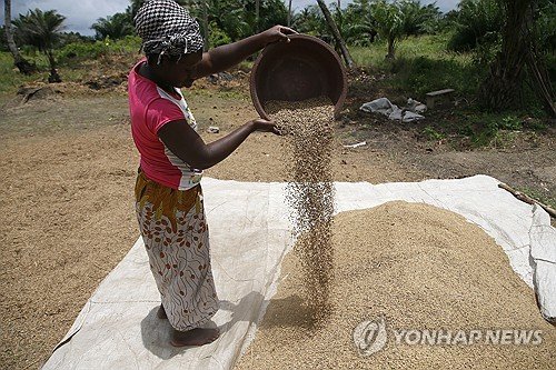IVORY COAST AGRICULTURE : 네이트 뉴스