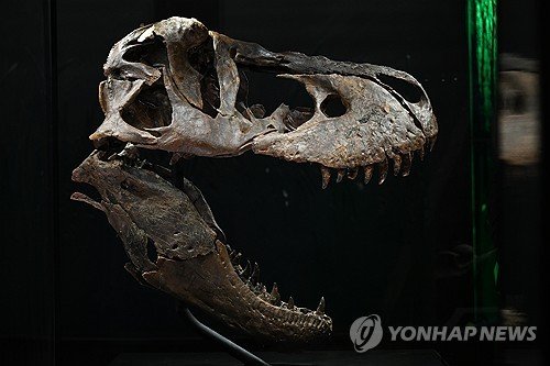 AUSTRALIA VICTORIA T REX EXHIBITION : 네이트 뉴스