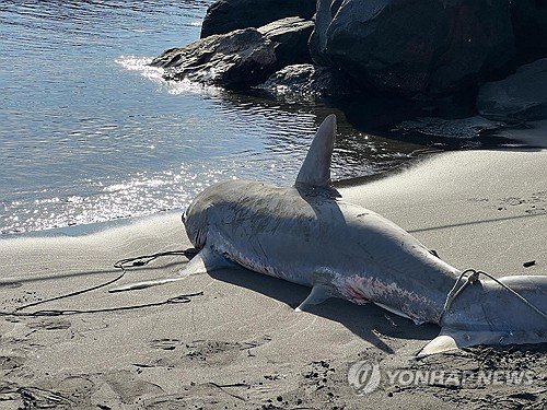 ITALY ANIMALS SHARKS : 네이트 뉴스