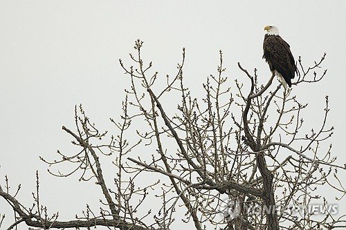 USA NATIONAL BIRD : 네이트 뉴스