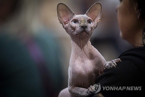 HUNGARY CAT SHOW : 네이트 뉴스